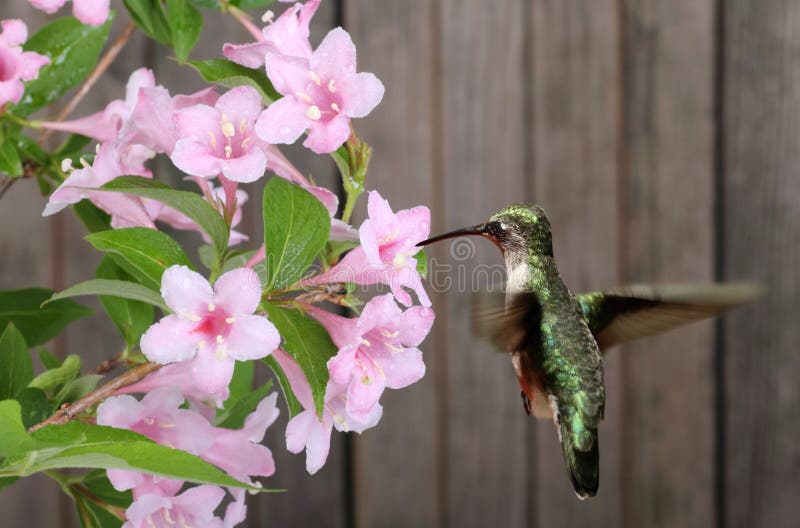 Ruby-throated Hummingbird and Flower Stock Image - Image of beak ...
