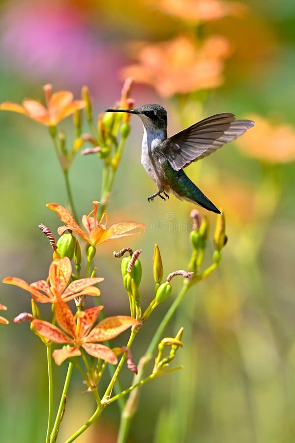 Ruby-throated Hummingbird Hoveri To the Flower Stock Image - Image of ...