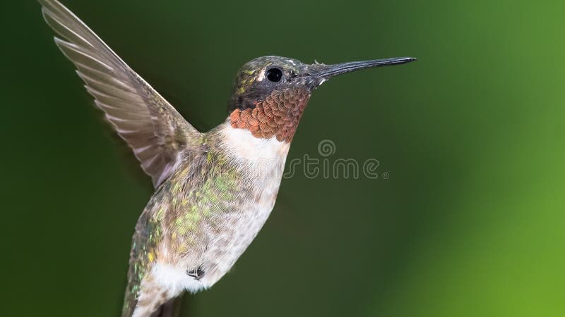 Ruby Throated Hummingbird Hovering in the Green Forest Stock Image ...