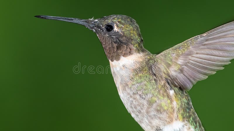 Ruby-Throated Hummingbird Perched on an Evergreen Branch Stock Photo ...