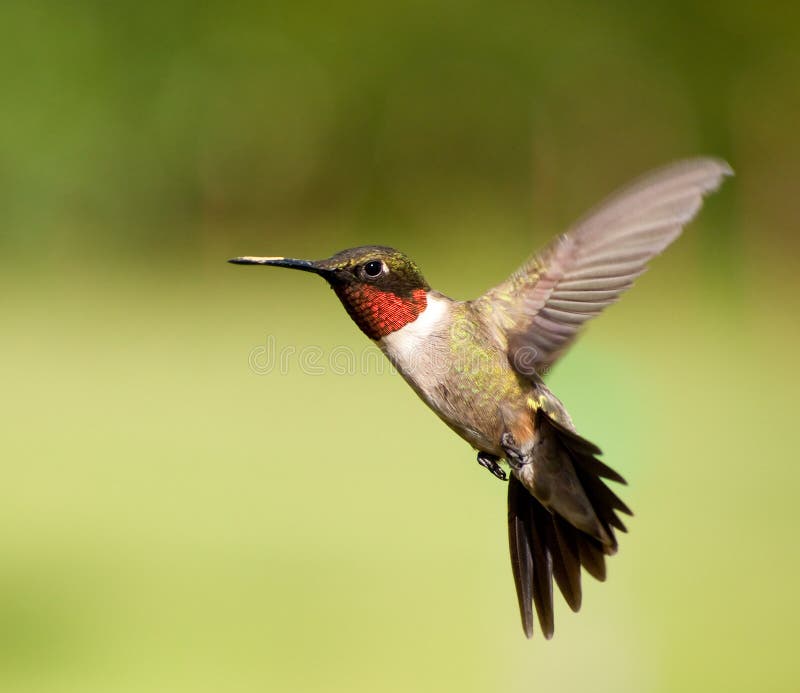 Ruby-throated Hummingbird in Flight Stock Image - Image of color, flora ...