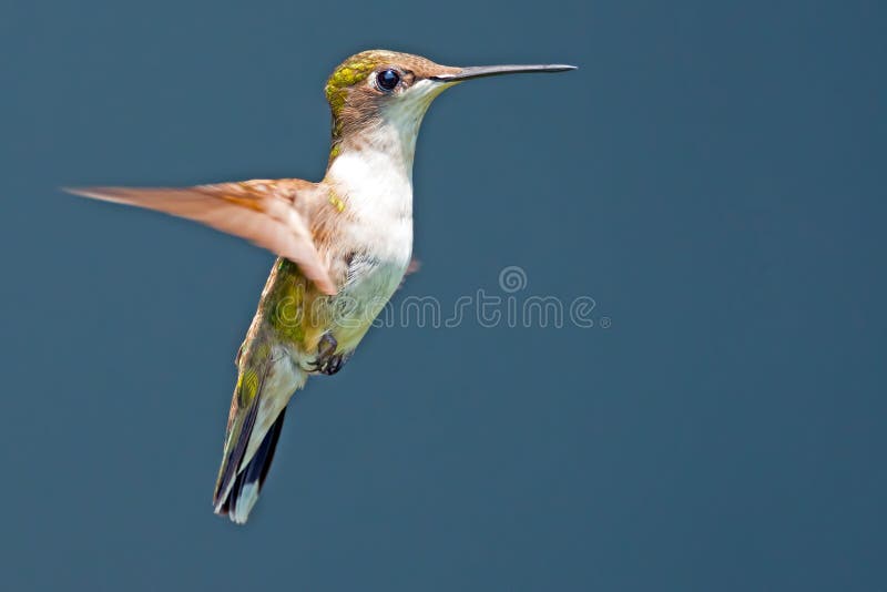 Ruby-throated Hummingbird stock image. Image of nature - 32015055