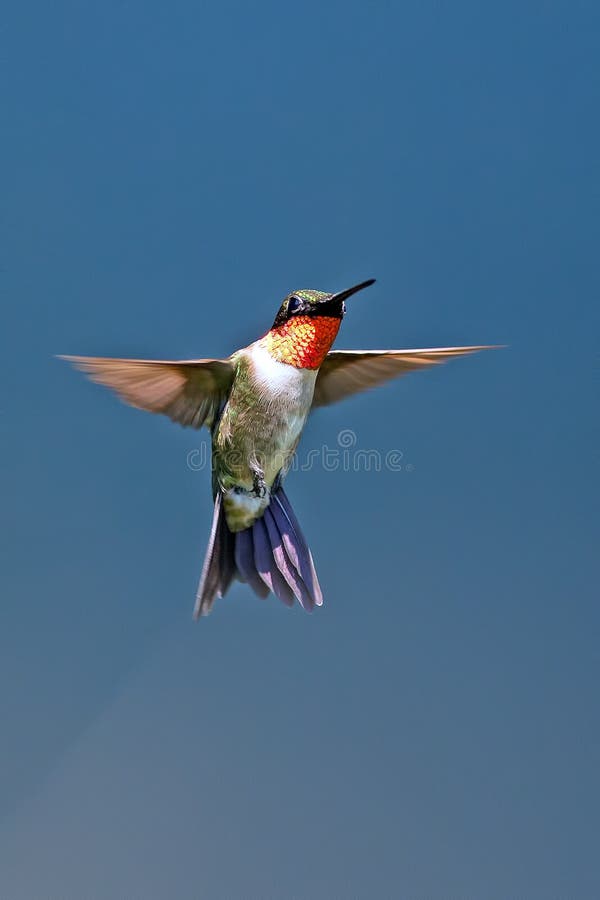 Ruby-throated Hummingbird stock photo. Image of hummingbird - 33303684