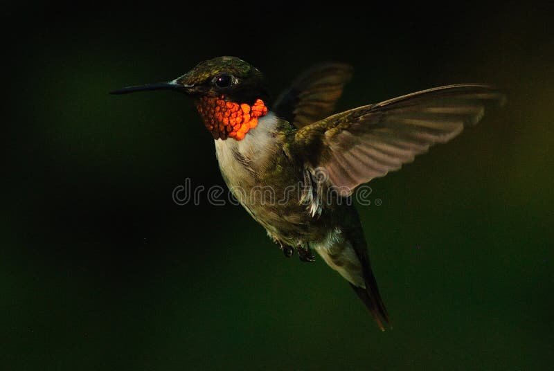Ruby Throated Hummingbird & X28;male& X29; High Shutter Speed Stock ...