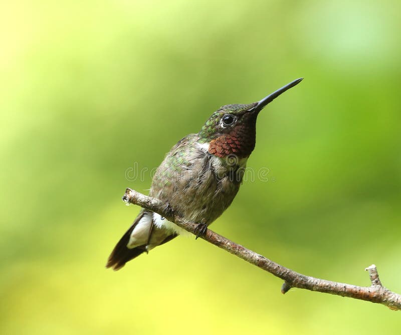 Ruby-throated Hummingbird stock image. Image of archilochus - 43104945