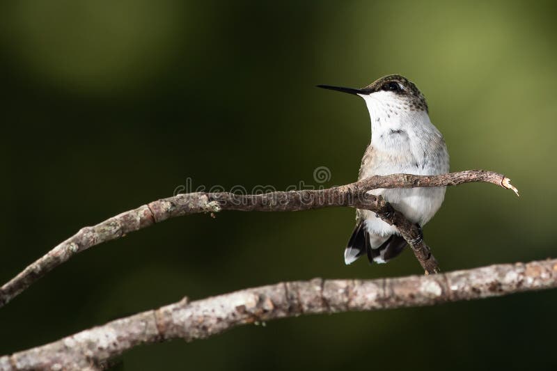 Ruby-Throated Hummingbird Perched On An Evergreen Branch Stock Photo ...