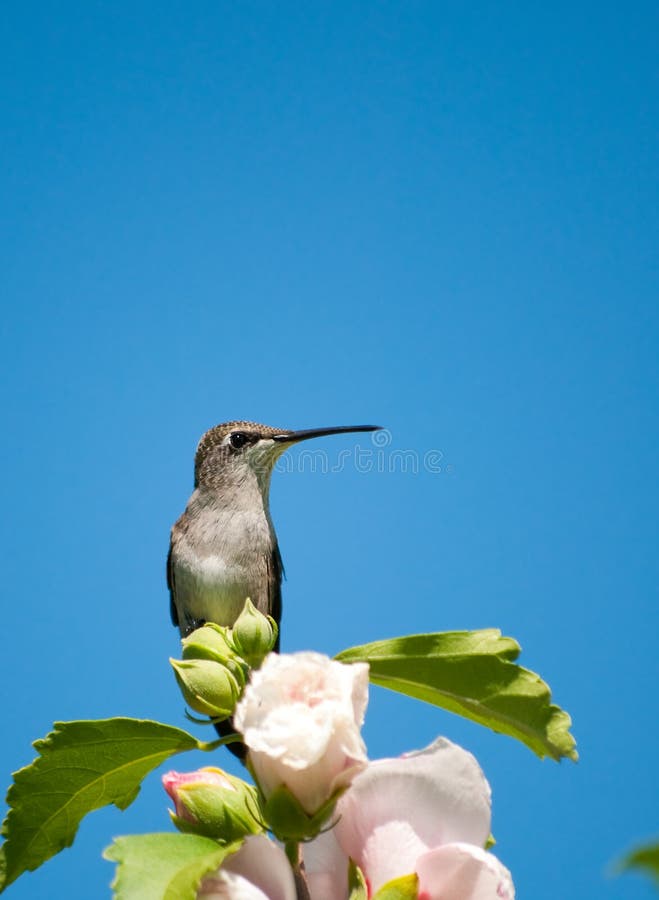 Ruby-throated Hummingbird Resting on a Flower Stock Photo - Image of ...