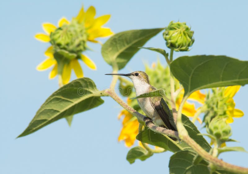 177 Hummingbird Sunflower Stock Photos - Free & Royalty-Free Stock ...