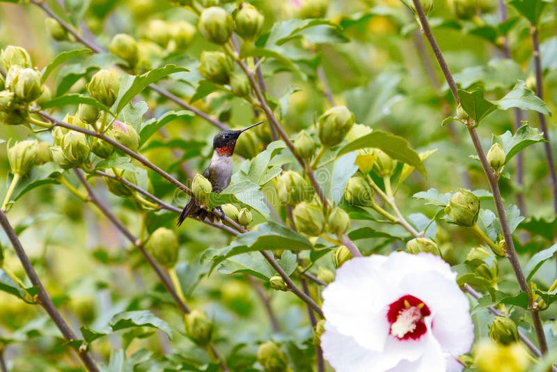 Ruby-throated Hummingbird on a Rose of Sharon Bush Stock Photo - Image ...