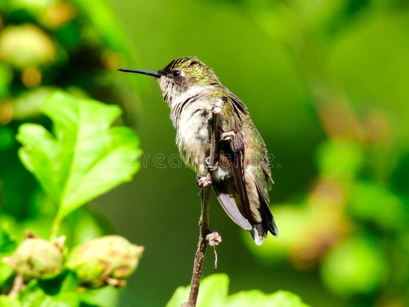 A Ruby-Throated Hummingbird Side View As it is Perched on a Tree Branch ...
