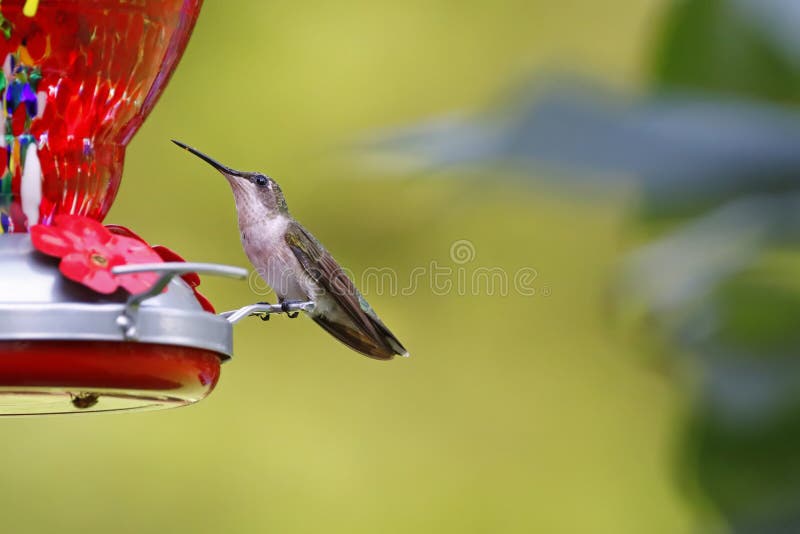 Ruby Throated Hummingbird Sitting on Bird Feeder Stock Image - Image of ...