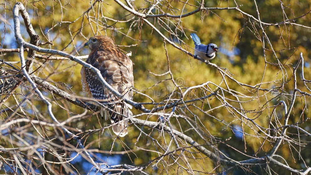 Red Shouldered Hawk in Tree with Angry Blue Jay Birds Fighting Bird of ...