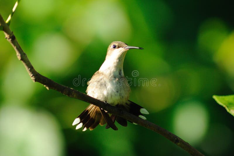 Ruby Throated Hummingbird Spreads Tail Feathers Stock Image - Image of ...