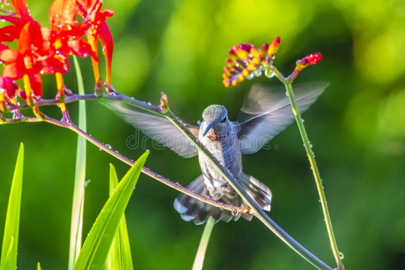 Ruby Throated Hummingbird Standing on a Branch of Summer Flowers Stock ...