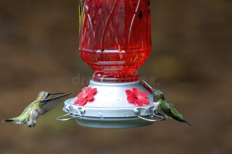 Female and Male stock image. Image of summer, wing, motion - 397586899