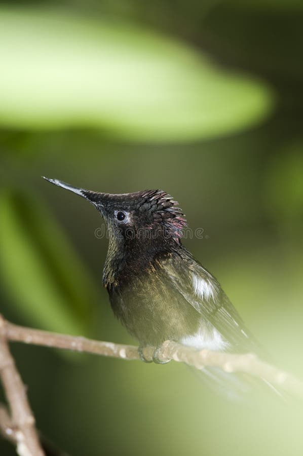 Ruby topaz stock photo. Image of blur, single, perched - 22046484