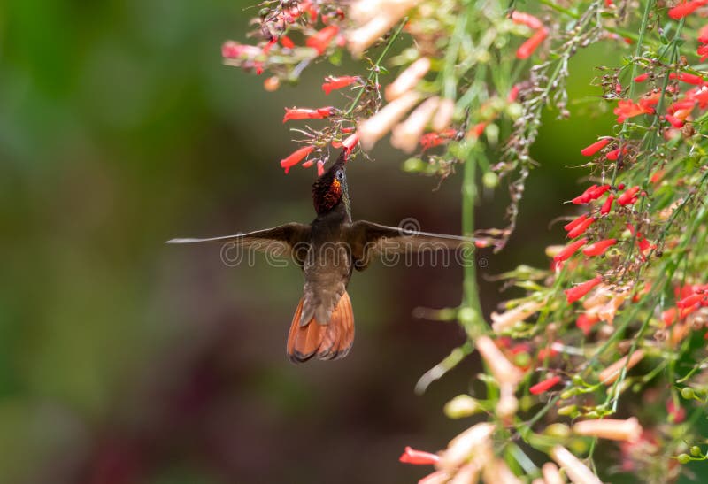Beautiful Ruby Topaz Hummingbird Flying and Feeding on Colorful Flowers ...