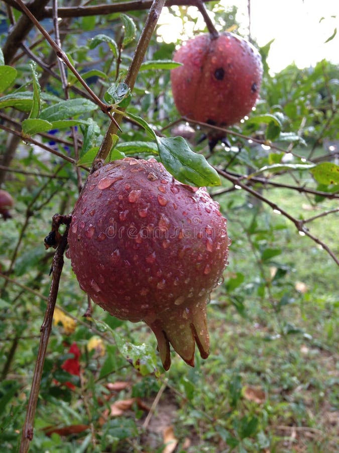Ruby stock photo. Image of tree, drop, ruby, fruit, water - 43011234