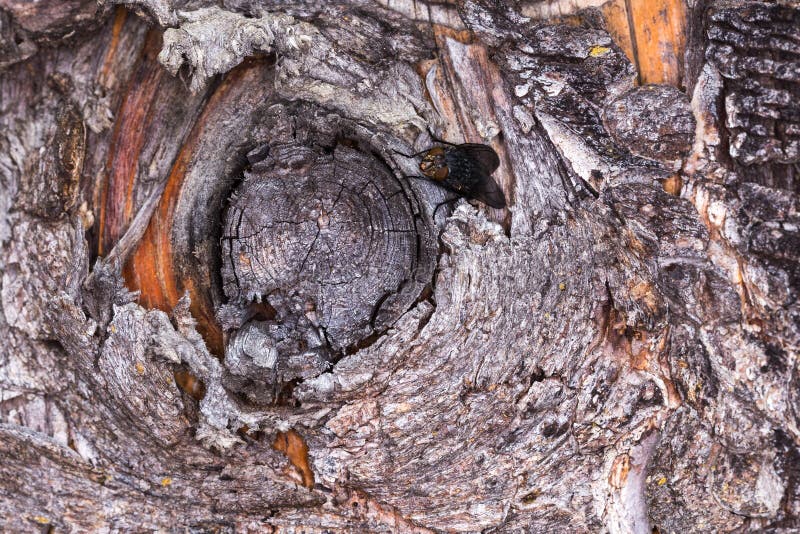 Fly posed on pine bark stock photo. Image of closeup - 99348460
