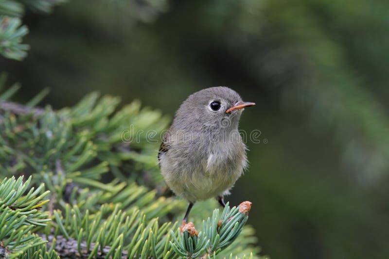 Rubycrowned Kinglet stock image. Image of wildlife, baby - 22810613