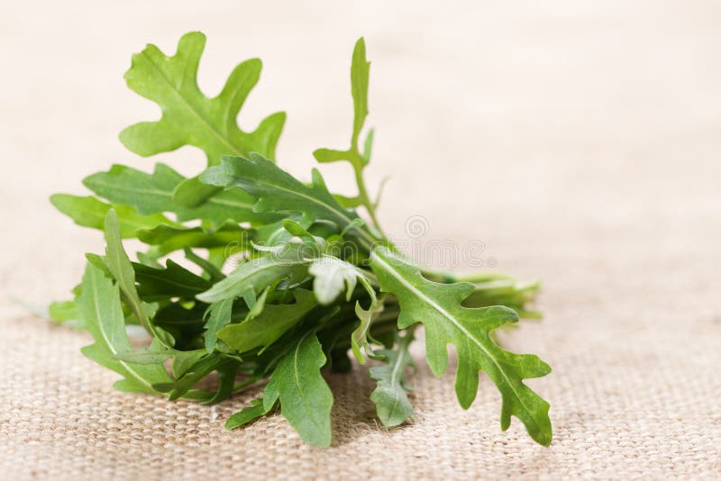 Ruccola stock photo. Image of cooking, dietary, greens - 18531080