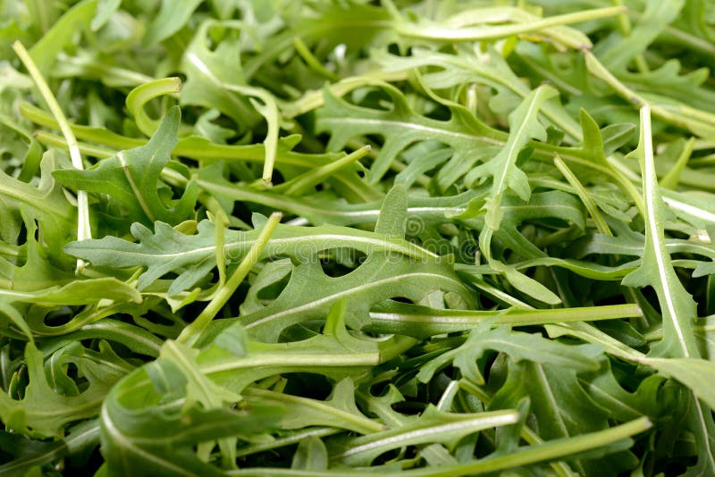 Ruccola stock photo. Image of vegetarian, organic, bunch - 86251440