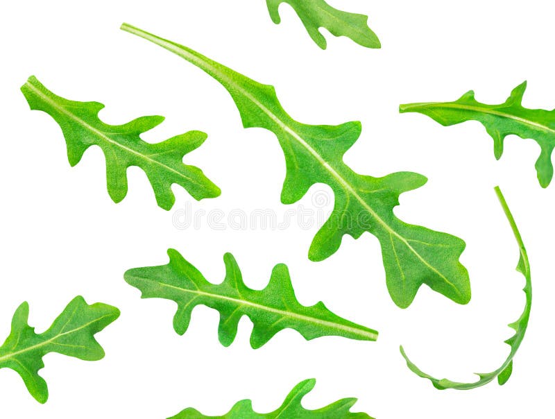 Ruccola Leaf Isolated on White Background. Fresh Single Green Arugula ...