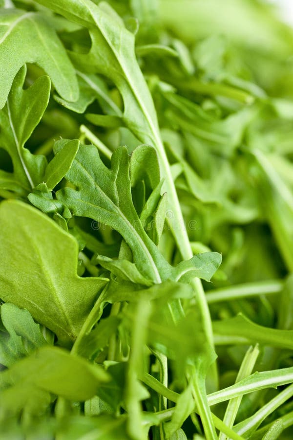 Ruccola stock image. Image of closeup, white, fresh, leaf - 29842233