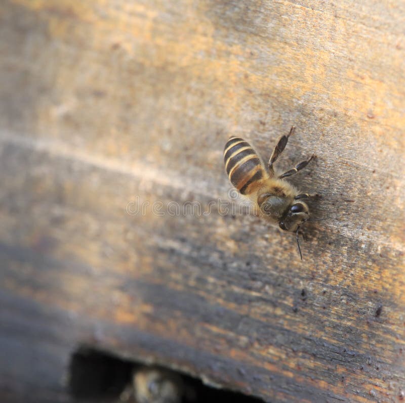 Ruche photo stock. Image du animal, ruche, écologie, miel - 40347318