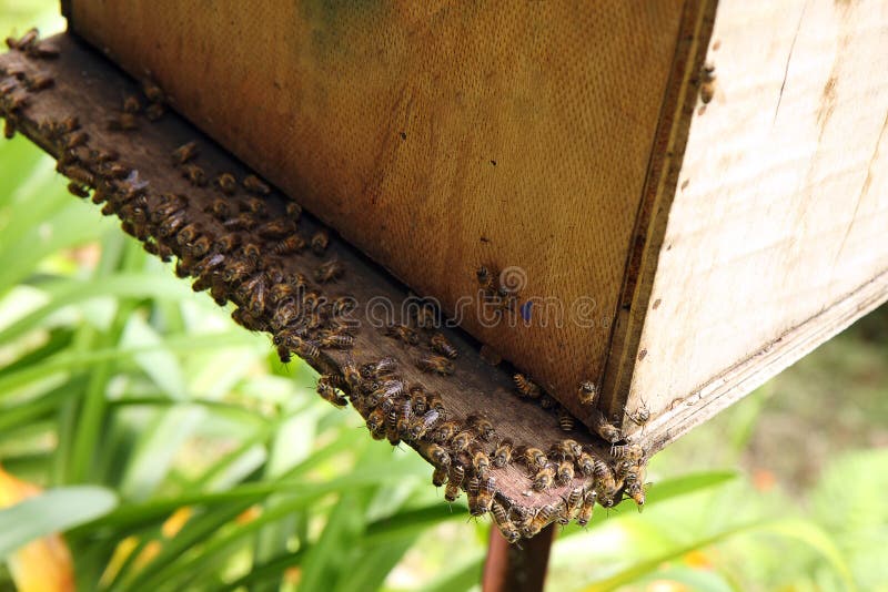 Ruche d'abeille image stock. Image du culture, anomalies - 11800461