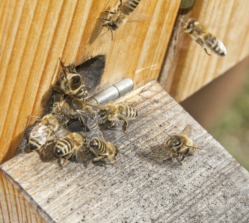 Abeilles sur la ruche photo stock. Image du occupé, apiculture - 30551646