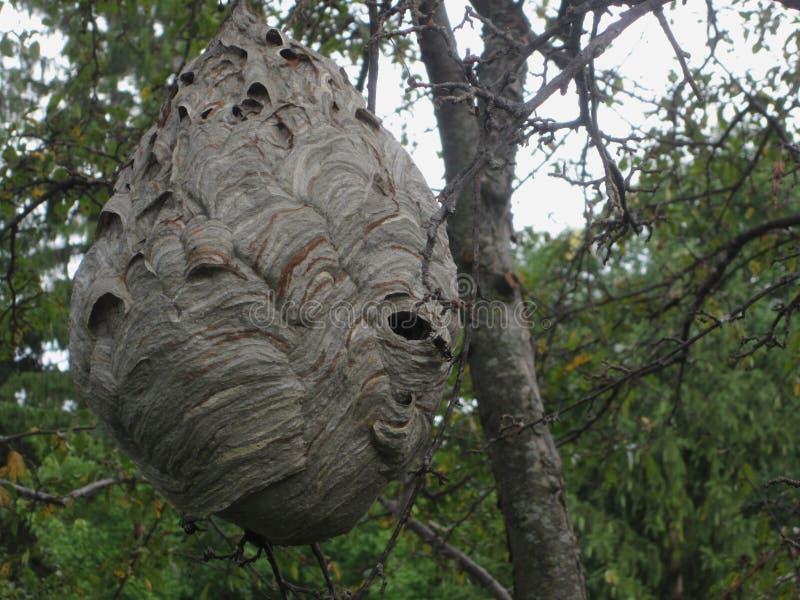 Ruche d'abeille photo stock. Image du grand, miel, papier - 46894850