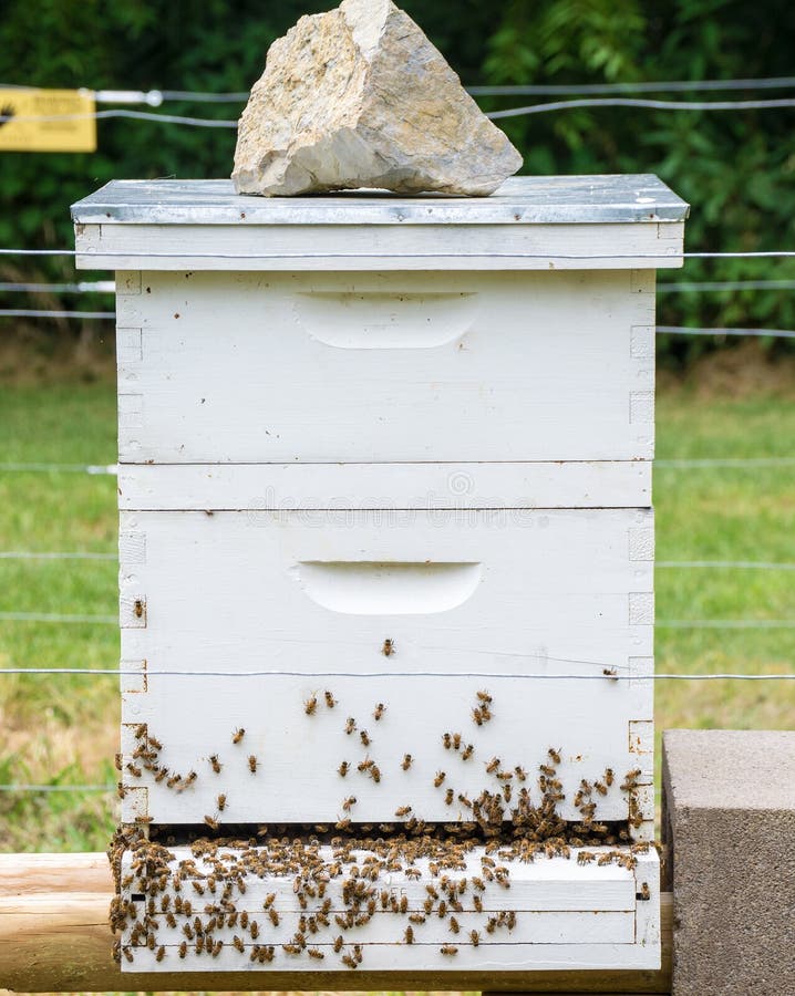 Ruche d'abeille photo stock. Image du floraison, fredonnement - 57193608