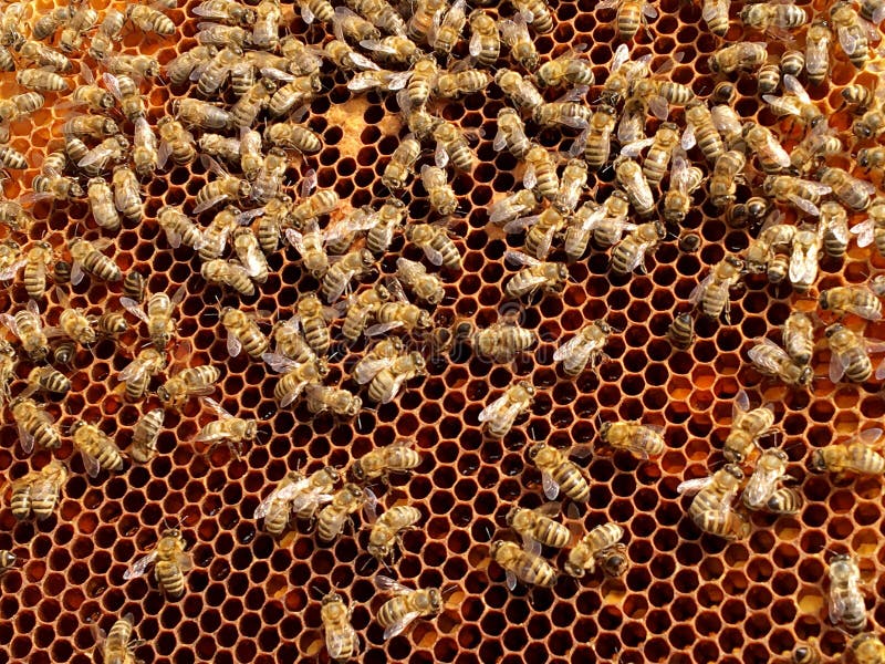 Ruche D'abeille Remplie Du Miel D'or Image stock - Image du hexagone ...