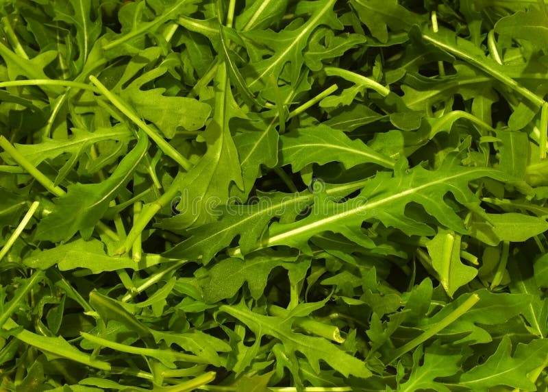 Rucola stock photo. Image of rucola, background, green - 11532346