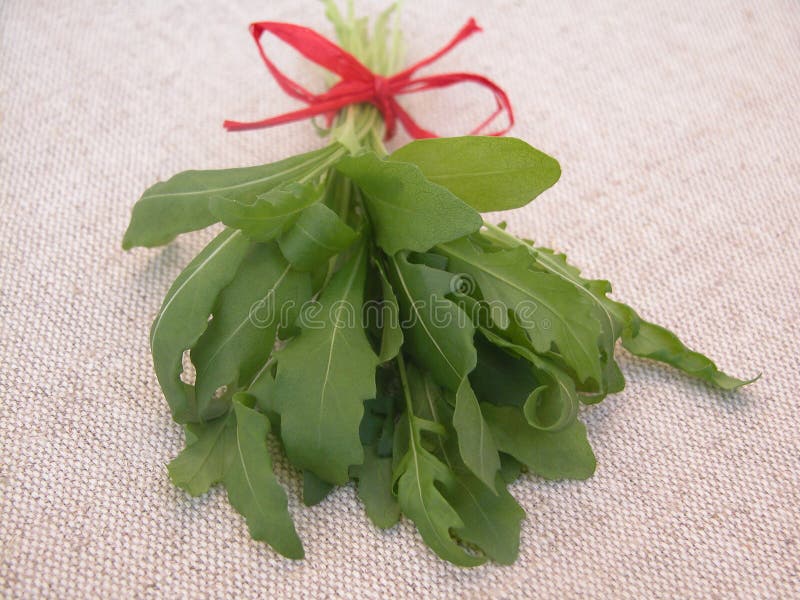 Rucola stock image. Image of healthy, flavour, rucola, natural - 323545