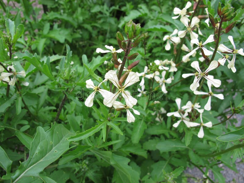 Rucola, eruca sativa stock image. Image of rucola, rocket - 42072297