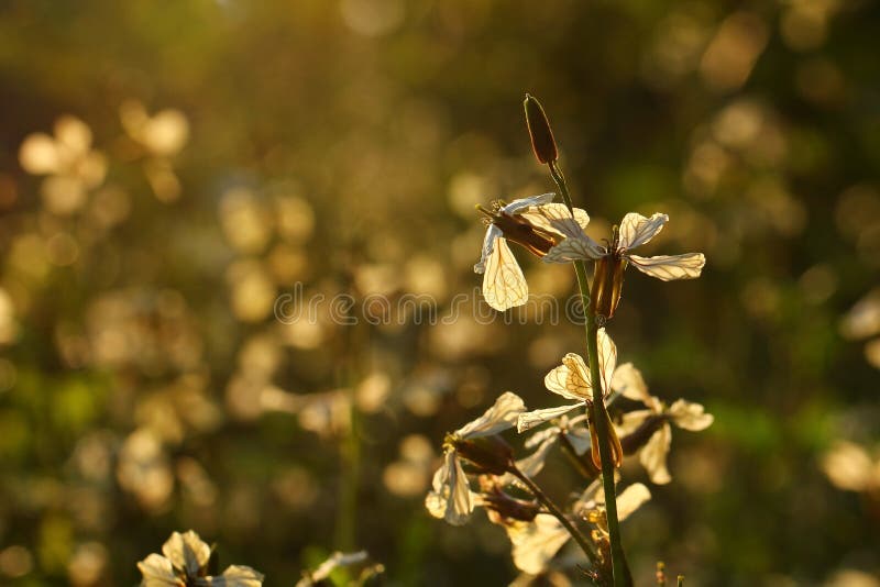 Rucola Flowers Blooming with Bee Stock Photo - Image of dandelion ...