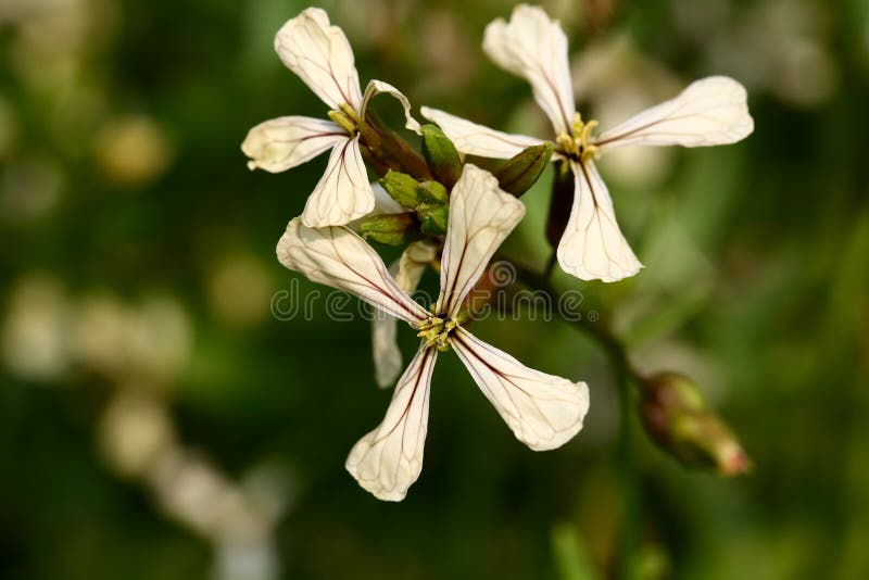 Rucola Flowers Blooming with Bee Stock Photo - Image of dandelion ...