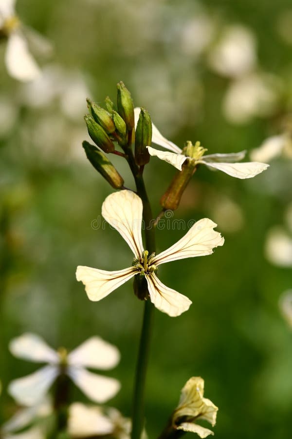 Rucola Flowers Blooming with Bee Stock Photo - Image of dandelion ...