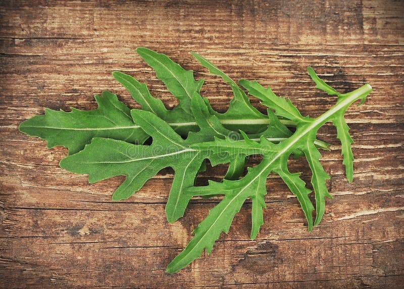 Rucola leaves stock image. Image of salad, leaves, white - 23040537