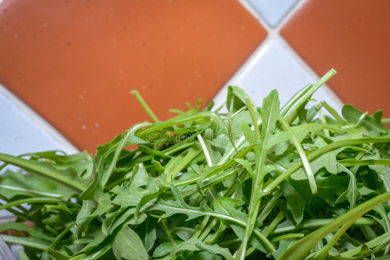 Rucola stock photo. Image of agriculture, vegetarian - 56255194