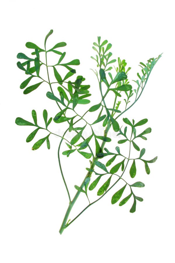 Rama De La Ruda Aislada En Blanco Foto de archivo - Imagen de común ...