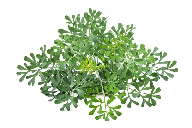 Planta De La Hierba De La Ruda Imágenes - Descarga 178 Fotos Libres de ...