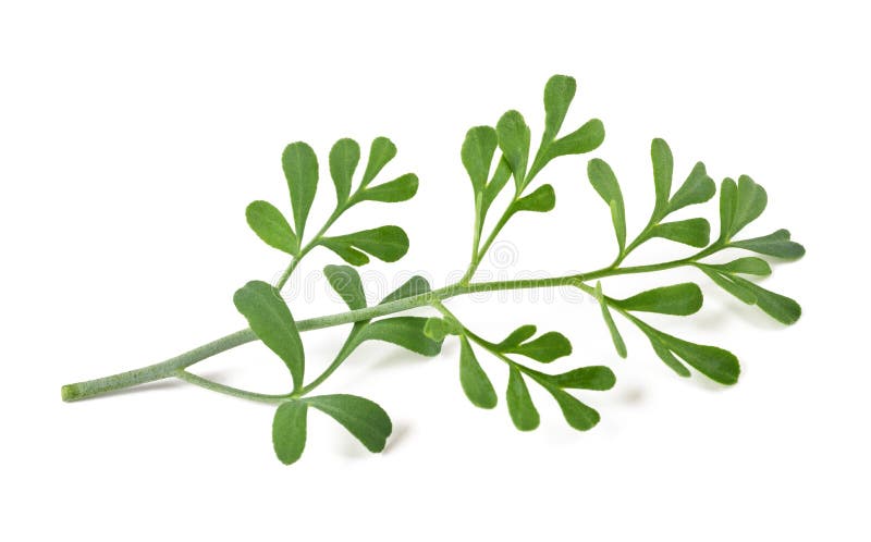 Planta De La Hierba De La Ruda Imágenes - Descarga 178 Fotos Libres de ...