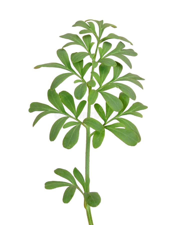 Ruda Común (graveolens Del Ruta) Foto de archivo - Imagen de planta ...