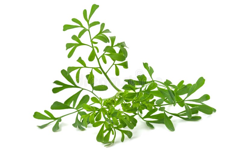 Rama De La Ruda Aislada En Blanco Foto de archivo - Imagen de común ...