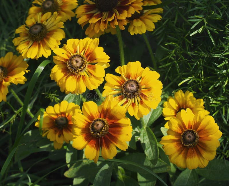 Rudbeckia in Bloom stock photo. Image of bloom, blossom - 42637744