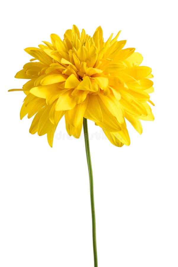 Rudbeckia Cutleaf Coneflower Stock Image - Image of rudbeckia, weed ...