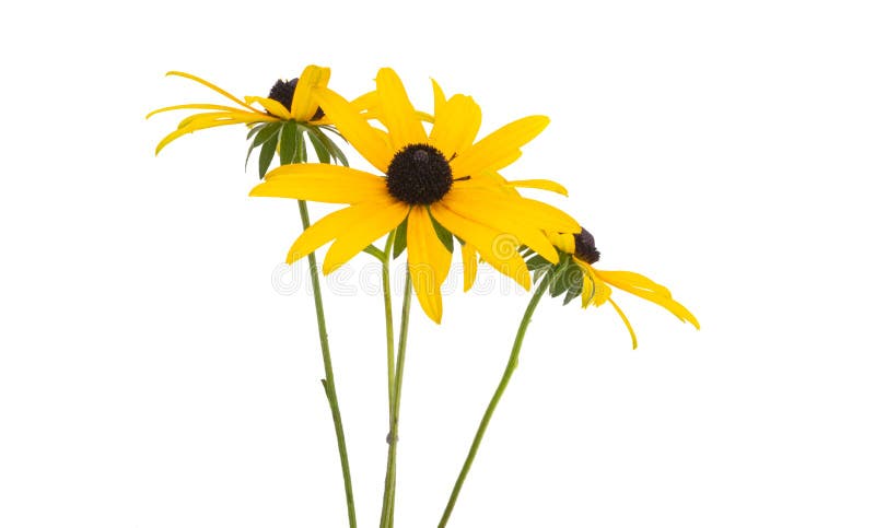 Rudbeckia flower isolated stock image. Image of blooming - 229031083